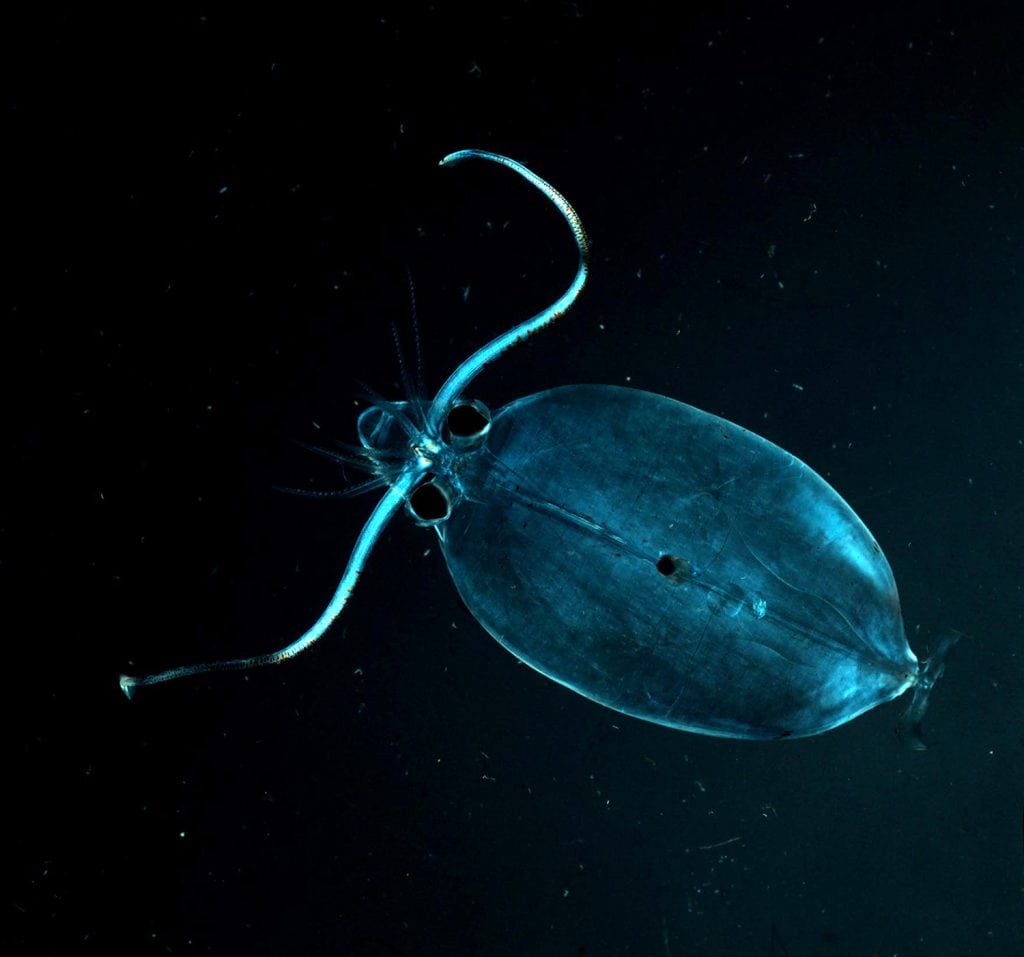 Explore the Mysterious World of the Glass Squid and Its Unique Survival ...