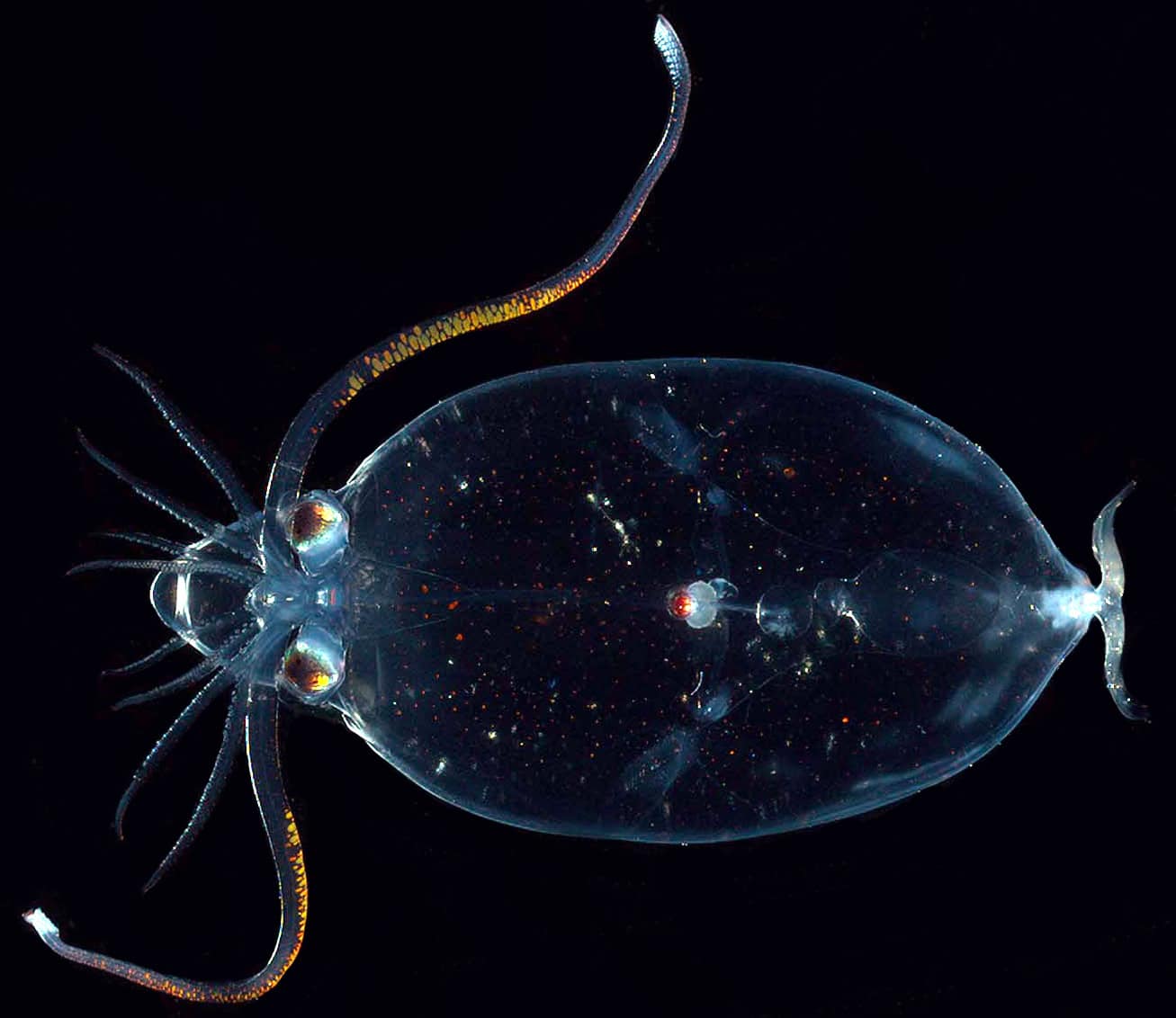 This Rare Glass Squid Is Blinking for a Reason