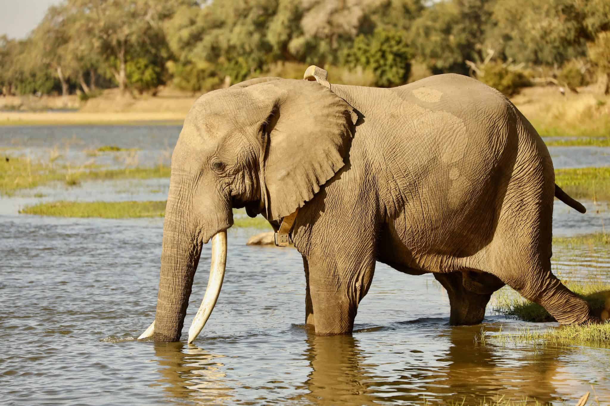 These Female-Led Animal Species Prove Girls Run the Wild - A-Z Animals