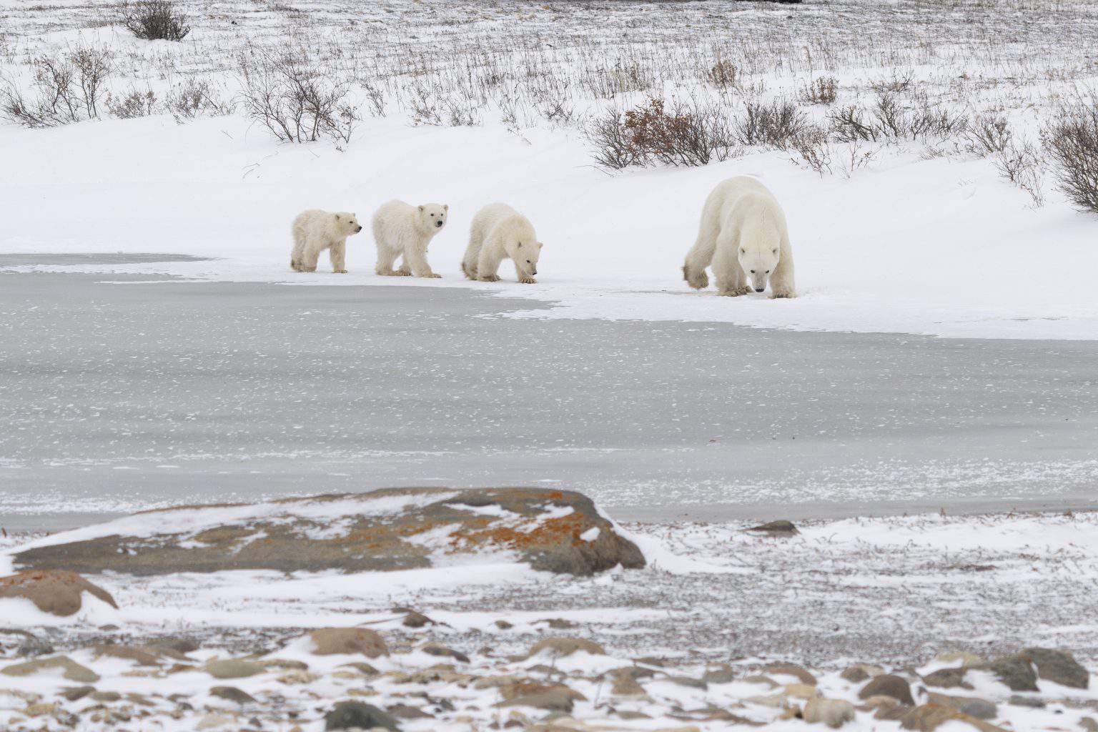 The Race is on to Save the Polar Bears - A-Z Animals