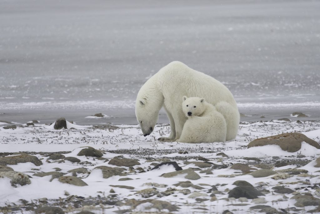 Polar Bears Float and Warm Themselves With the Same Trick—How Does ...