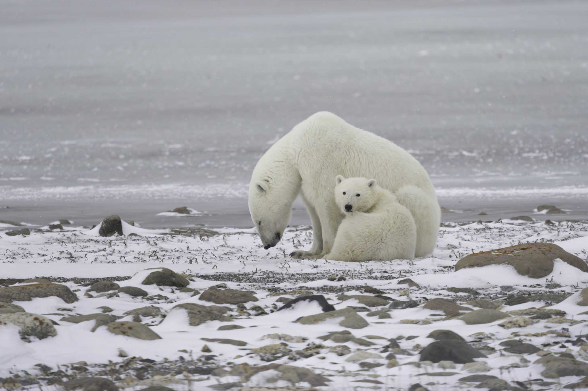 Deadly Nutrition: The Toxic Vitamin Inside Polar Bear Livers - A-Z Animals