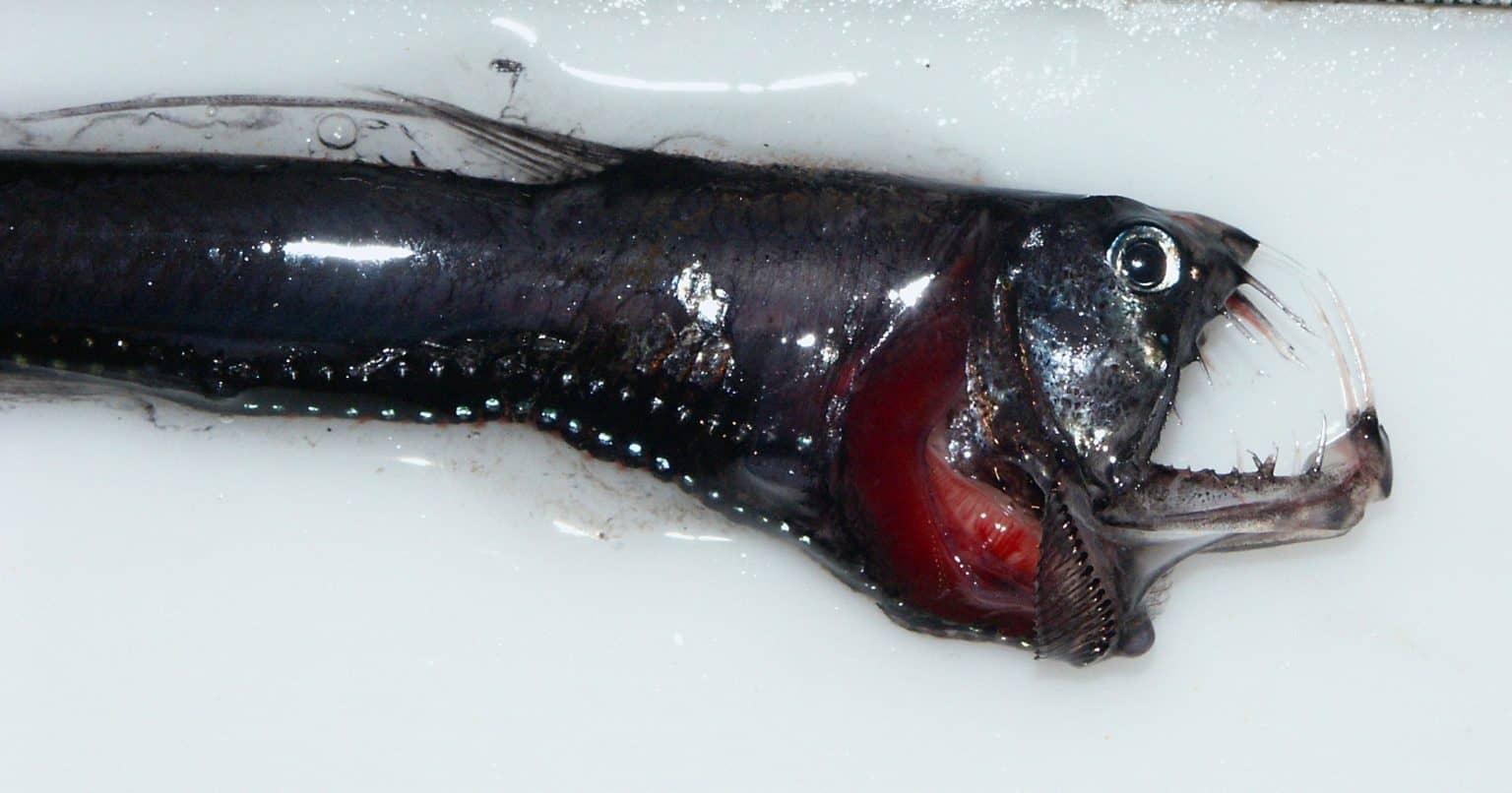 Viperfish Animal Facts - Chauliodus - A-Z Animals