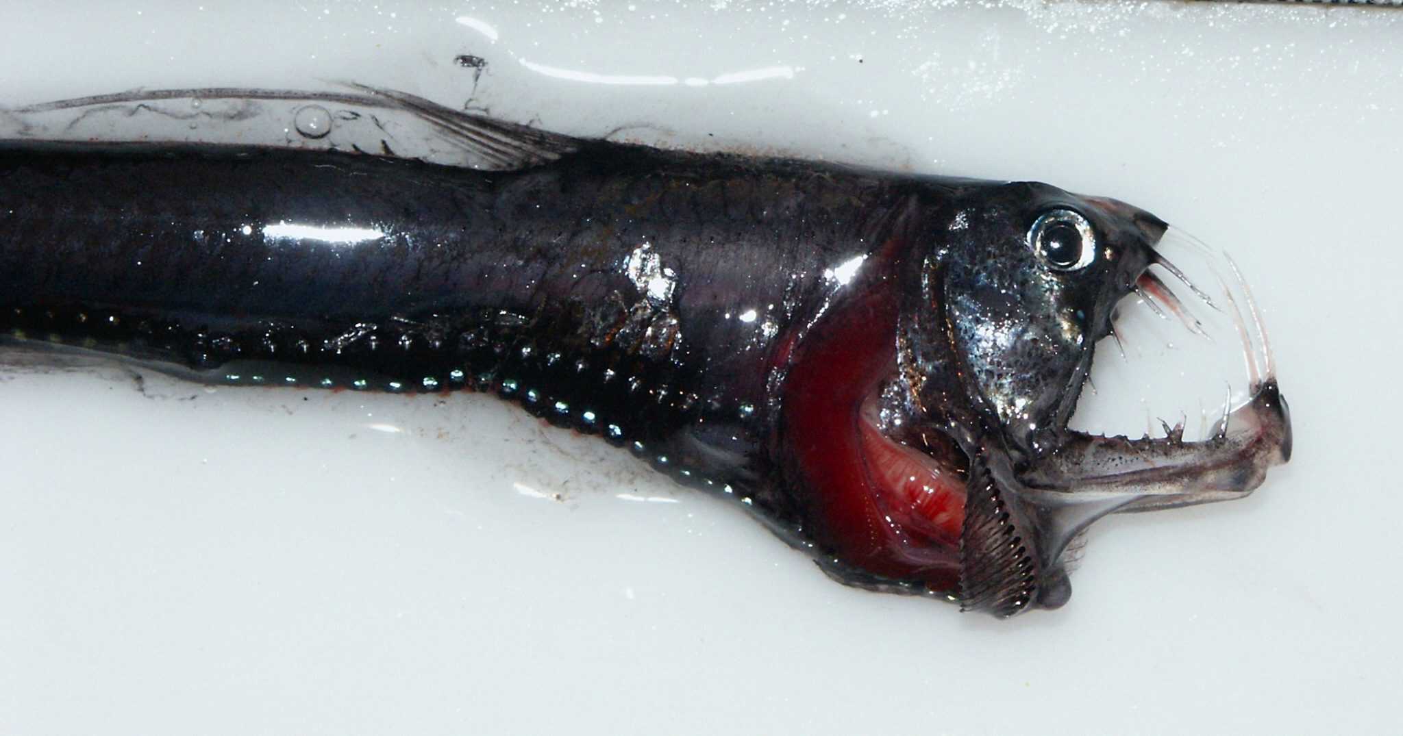 Viperfish Animal Facts - Chauliodus - A-Z Animals