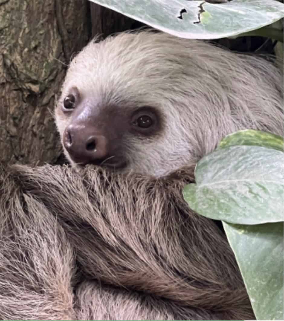 sloth species