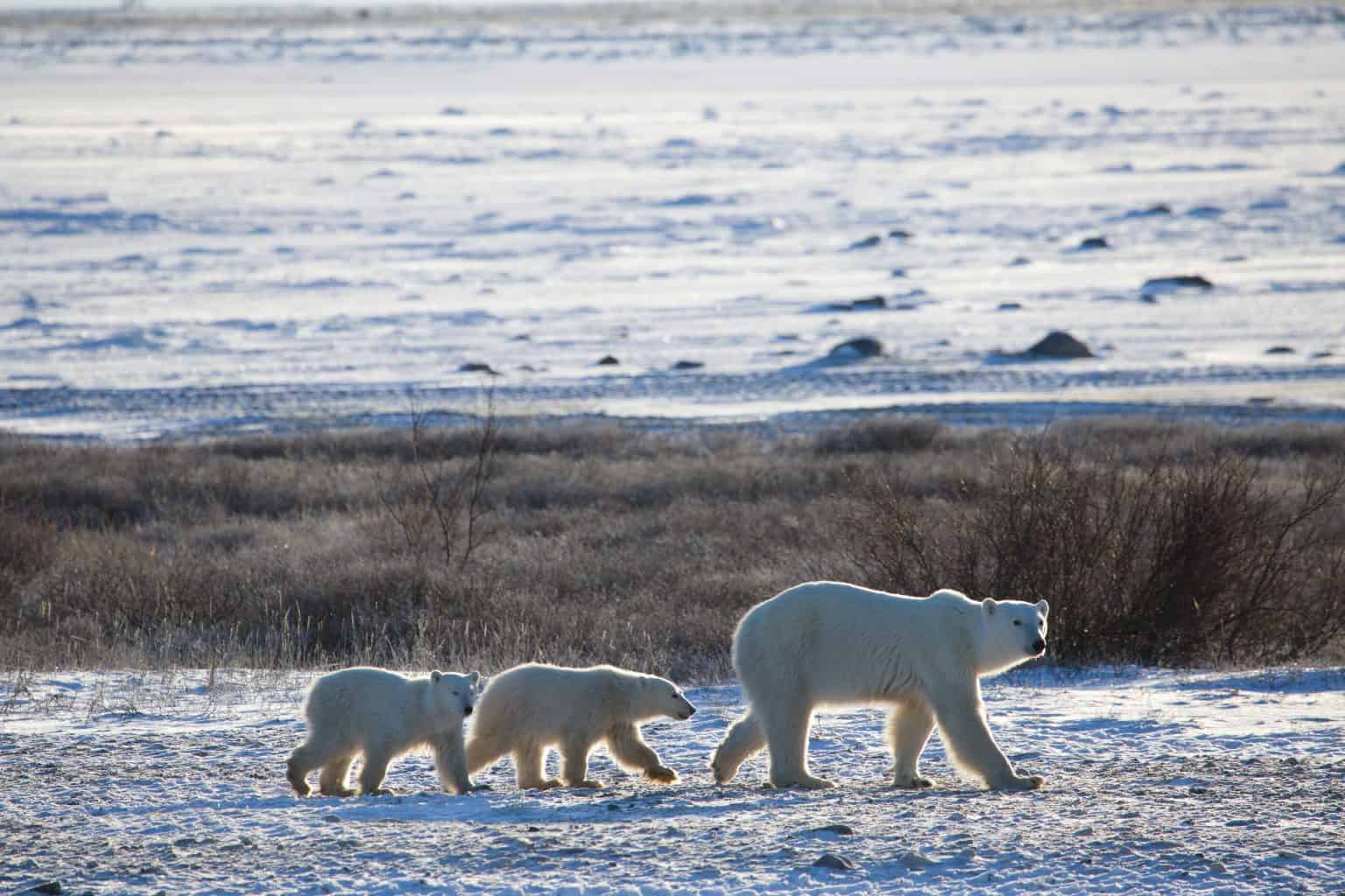 Why Melting Ice Is the Greatest Threat to Polar Bears Today - A-Z Animals