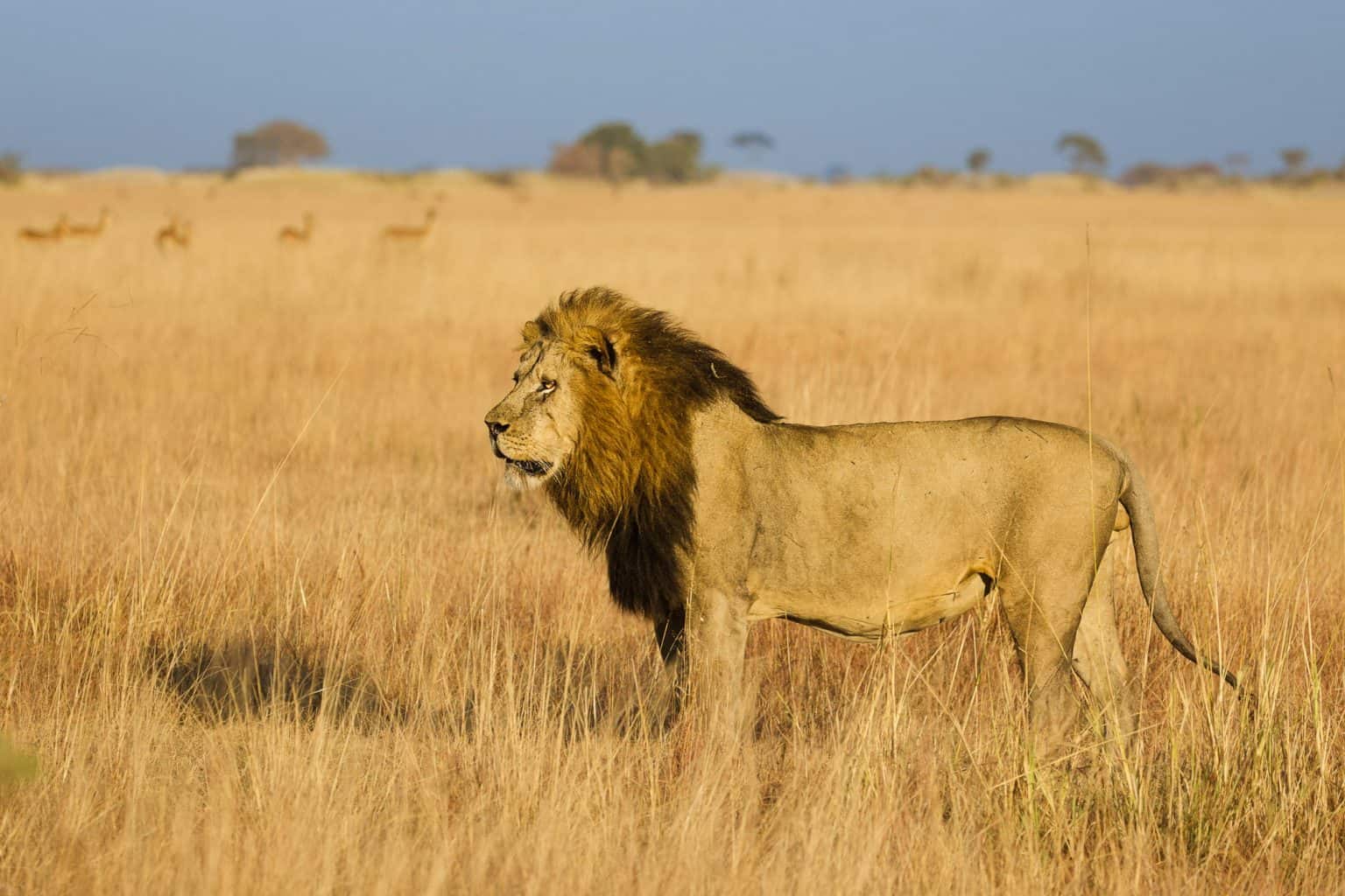 A 5-Day Lesson Plan Exploring the Mighty Lion - A-Z Animals