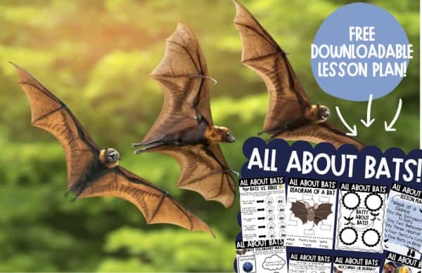 Animal News, Facts, Rankings, and More! - A-Z Animals