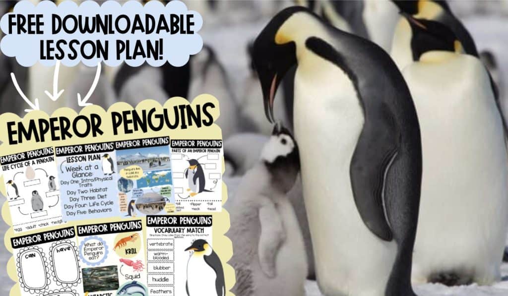 Feathers, Flippers and Fledglings: A Free 5-Day Lesson Plan on Emperor ...