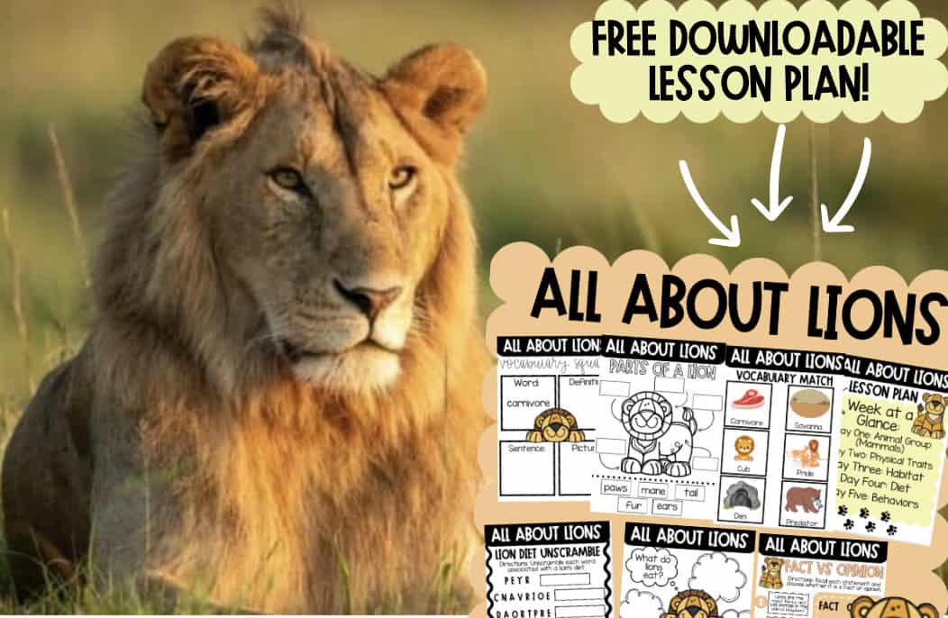 A 5-Day Lesson Plan Exploring the Mighty Lion - A-Z Animals