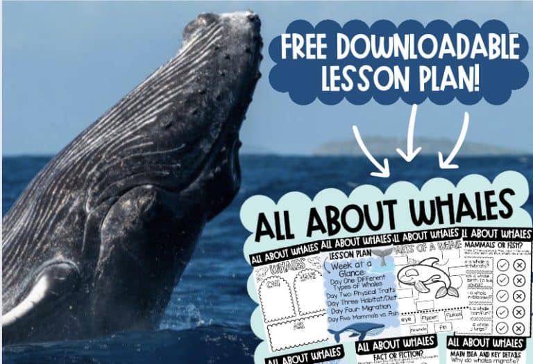 Whale Watch: A 5-Day Unit Plan for Kids - A-Z Animals