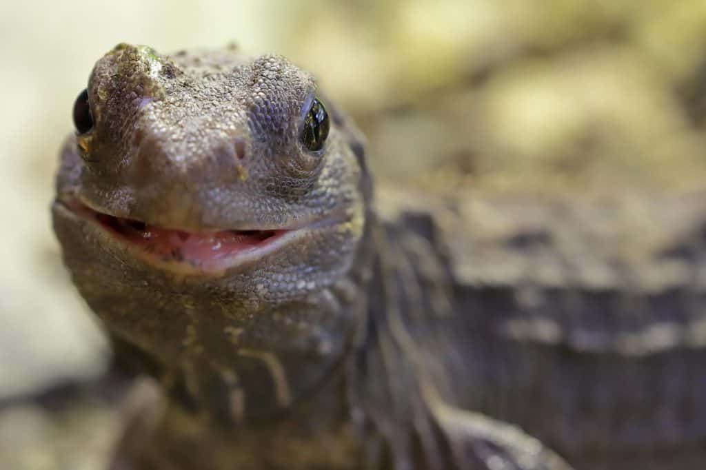 Why the Tuatara Has Three Eyes - A-Z Animals