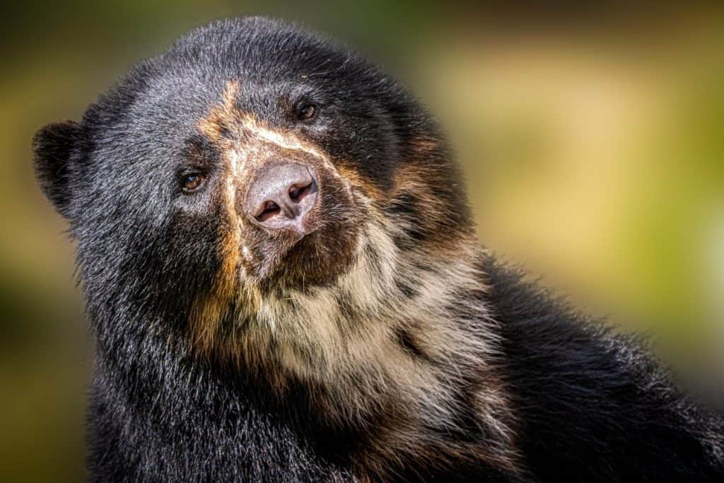 The 25 Coolest Facts About Bears - A-Z Animals Slideshows