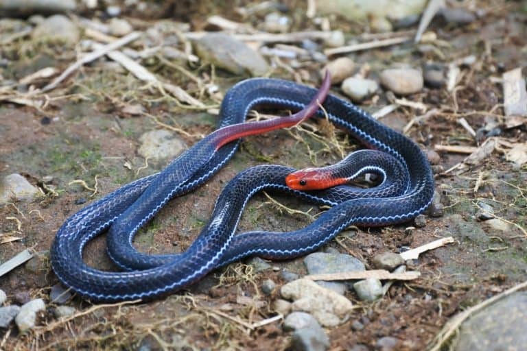 Identifying Venomous Snakes: Key Features and Facts - A-Z Animals
