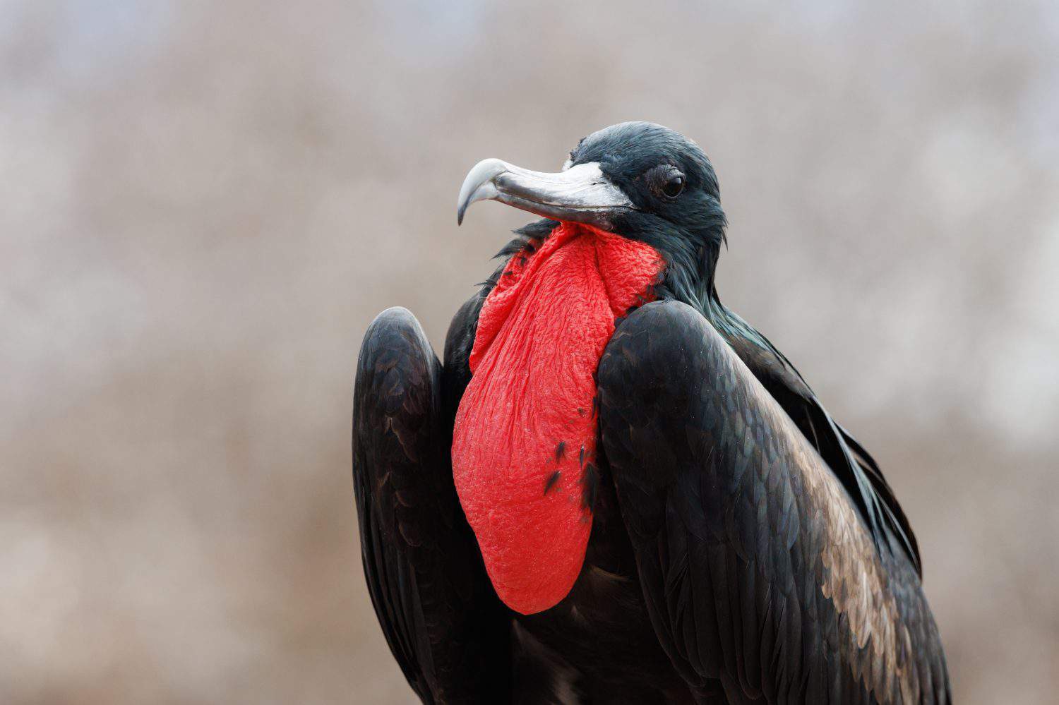 The Audacious Air Pirates of the Ocean - A-Z Animals