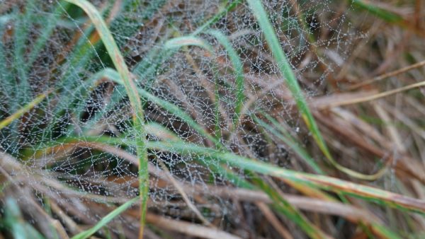 The 7 Types of Spider Webs and the Incredible Spiders That Make Them ...