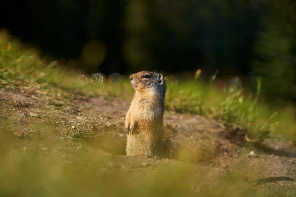 Why Prairie Dogs "Jump Yip" - A-Z Animals