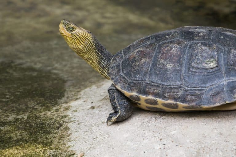 The Turtle Facing Critical Endangerment and How You Can Help - A-Z Animals