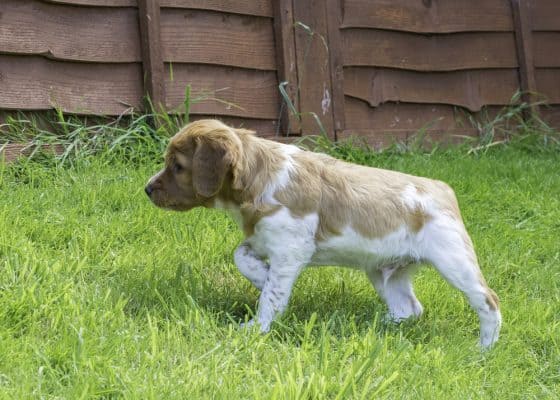 The Best Dog Breeds for Pheasant Hunting - A-Z Animals