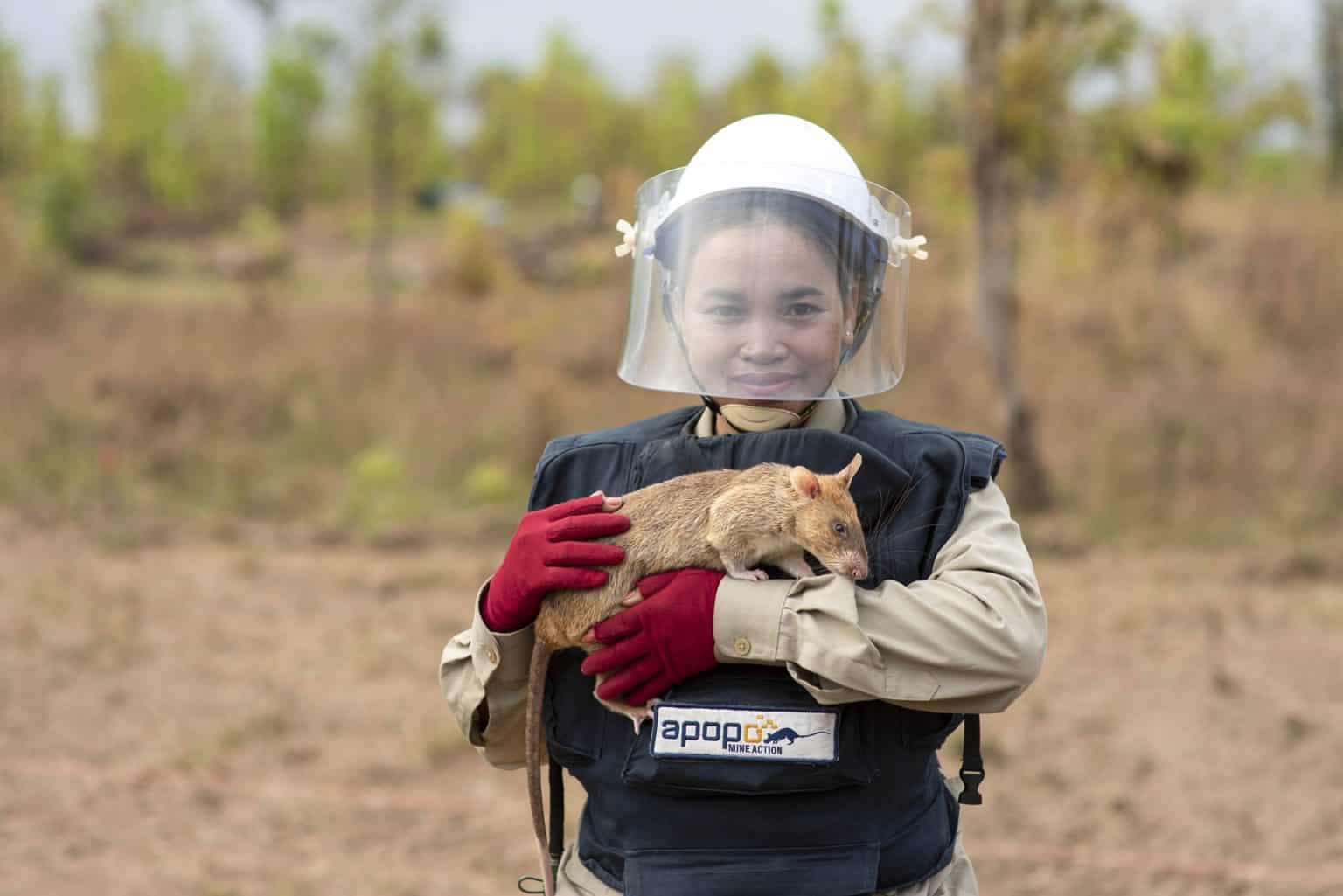 A Hero Rat Sniffed Out Deadly Landmines and Saved Thousands of Lives ...