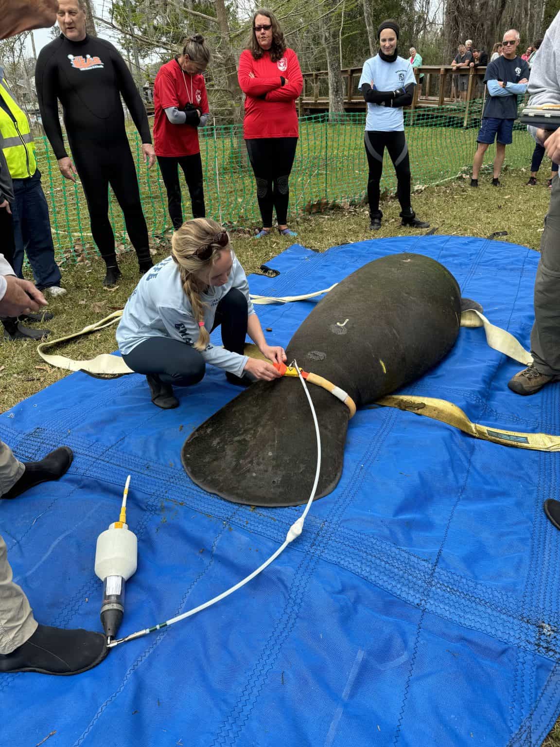 The Tireless Work Continues to Save Florida's Unofficial State Mascot ...