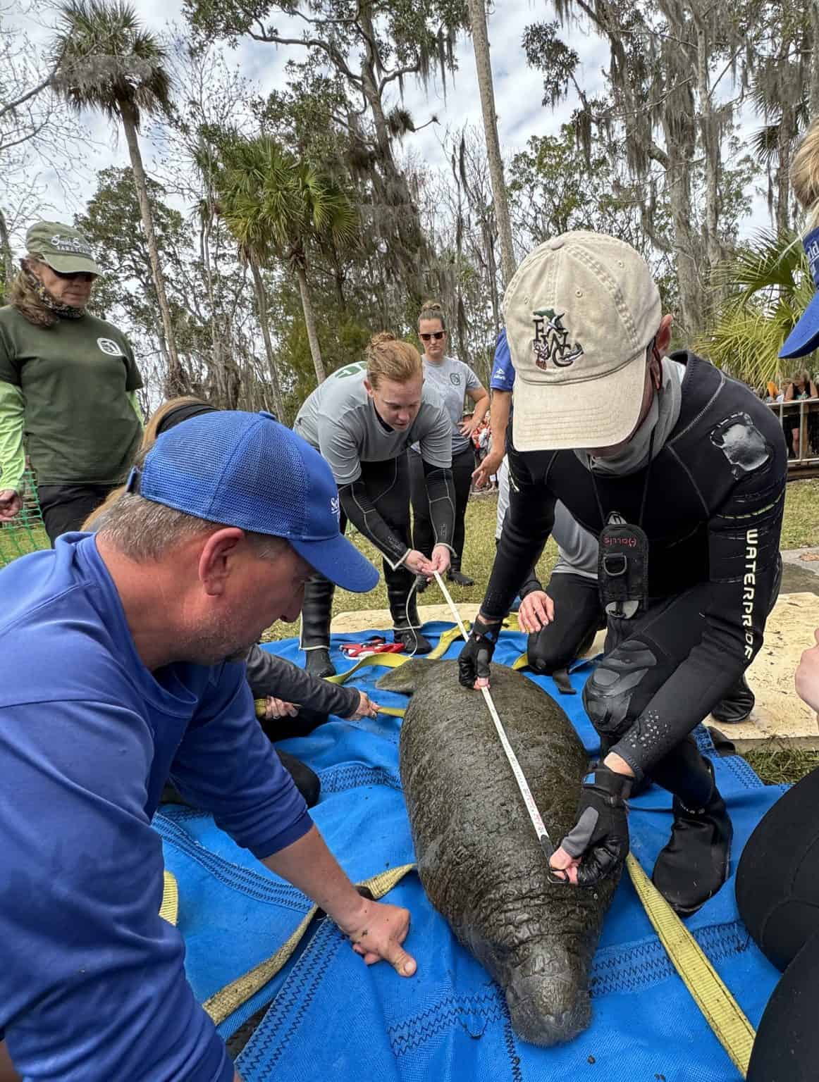 The Tireless Work Continues to Save Florida's Unofficial State Mascot ...