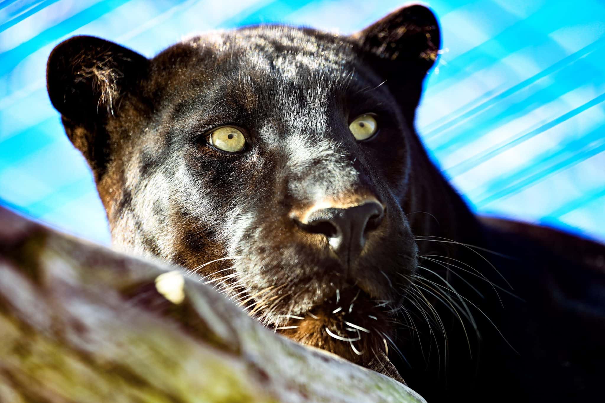 Samoyed: Growth Chart, Milestones, and Training Tips - A-Z Animals