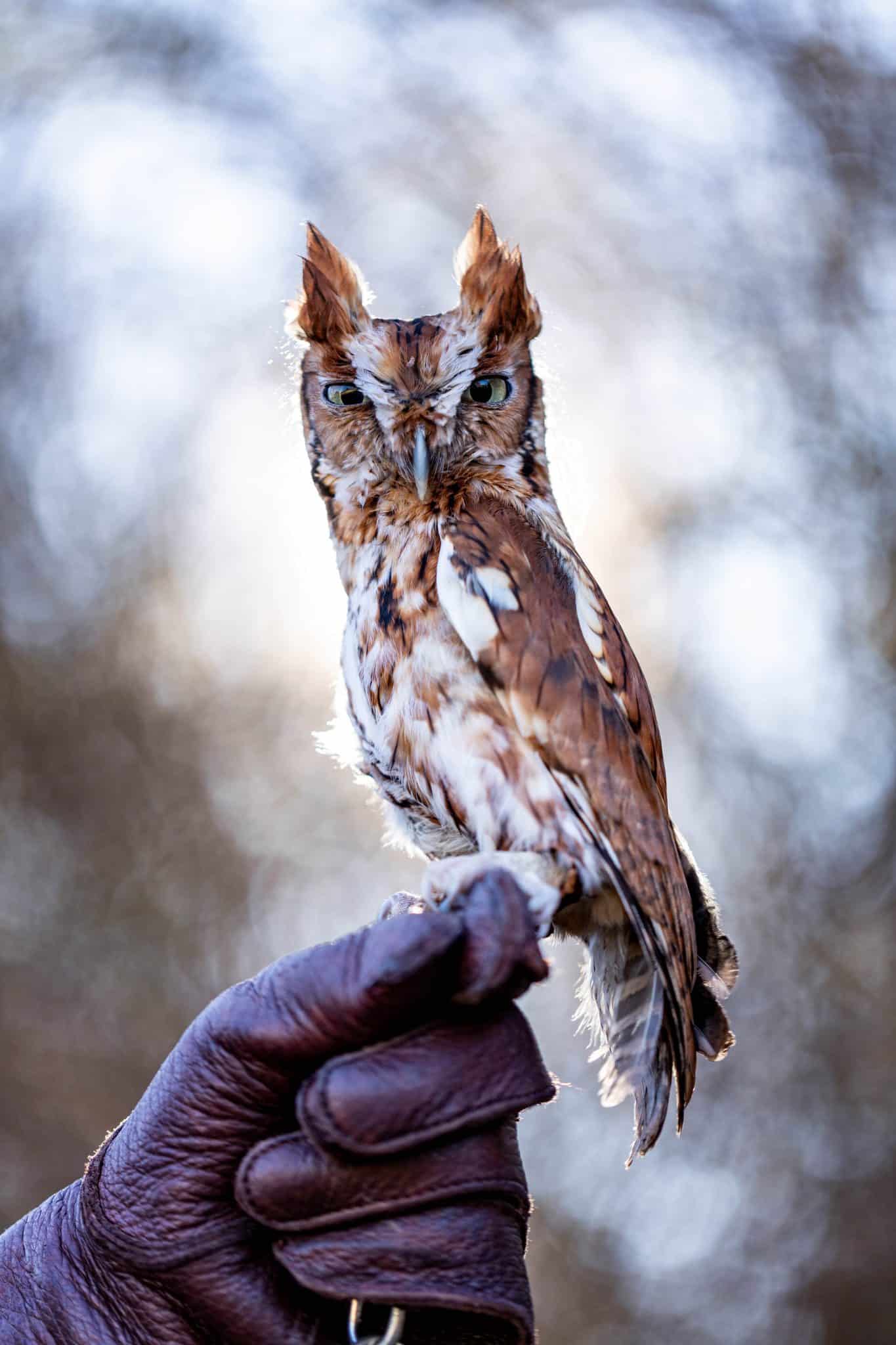Why Up to 90% of Raptors Don't Survive Their First Year - A-Z Animals