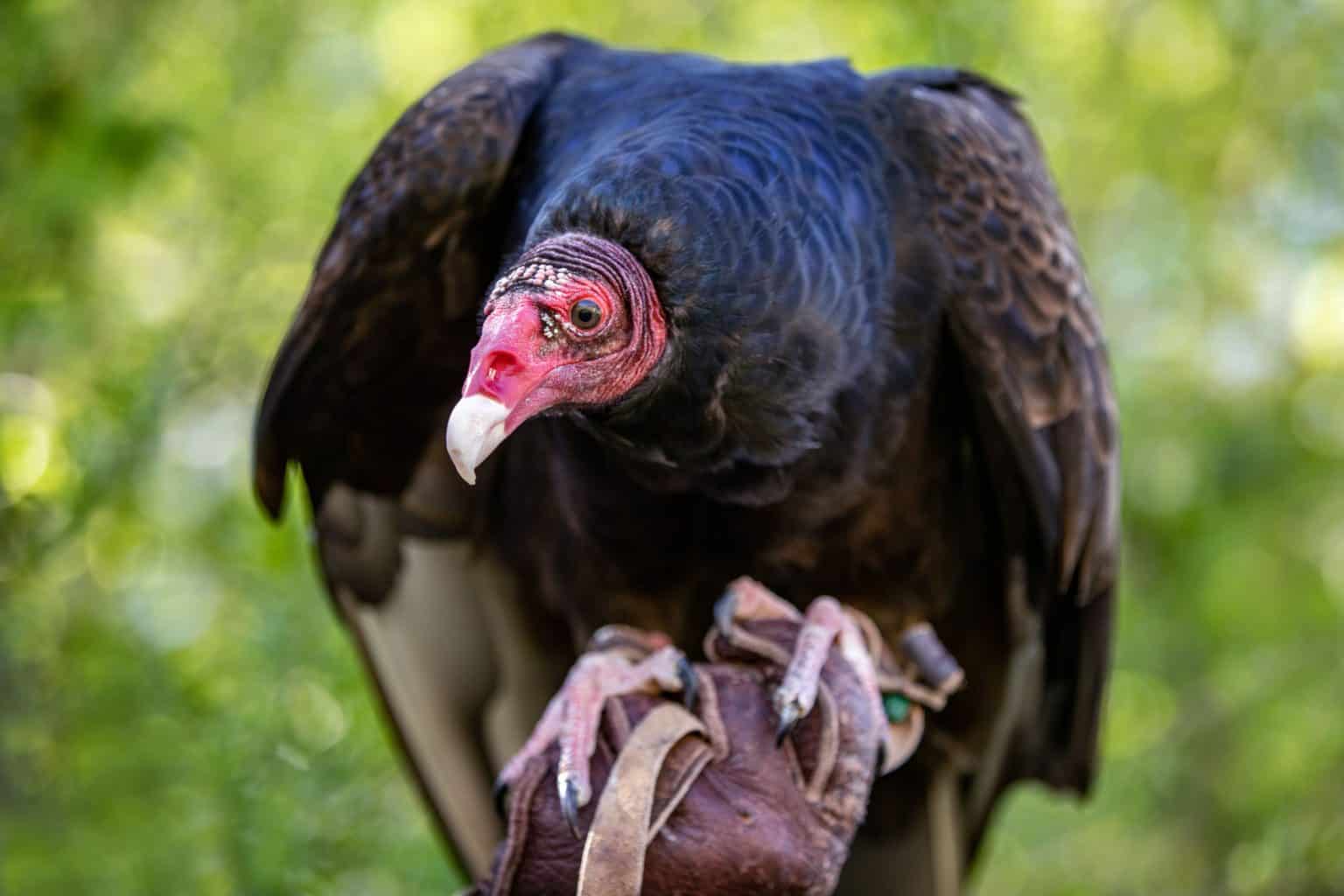Why Up to 90% of Raptors Don't Survive Their First Year - A-Z Animals