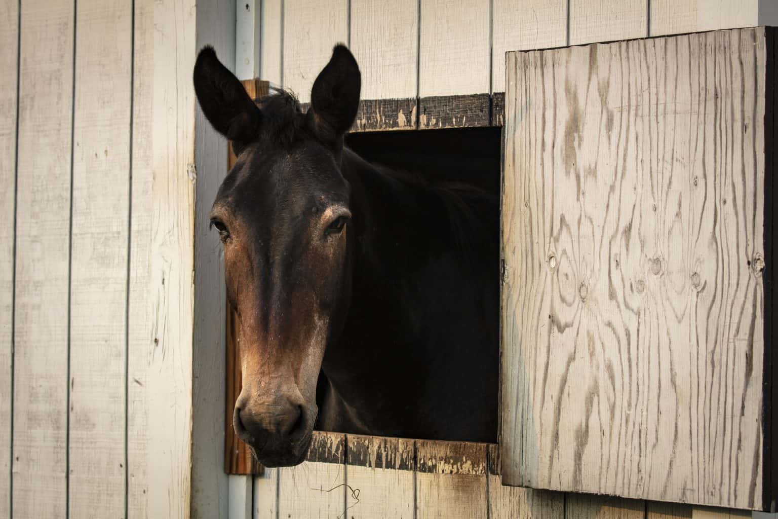 Racing to Rescue: One Woman's Fight Against Horse Slaughter and Neglect ...