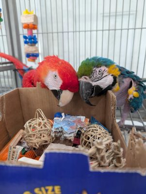 Meet These Celebrity-Obsessed Parrots - A-Z Animals