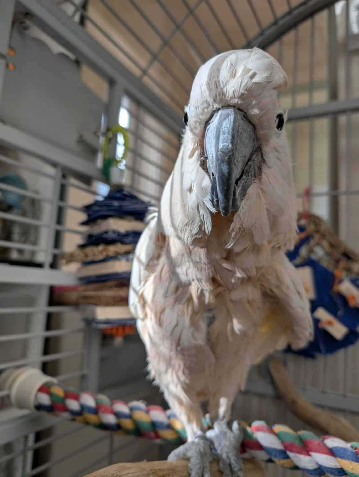 Meet These Celebrity-Obsessed Parrots - A-Z Animals