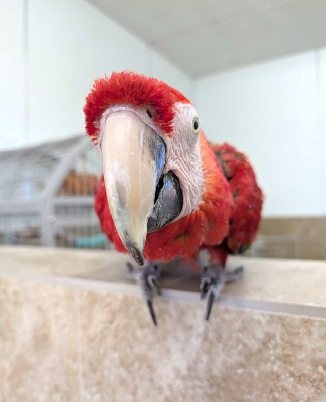Meet These Celebrity-Obsessed Parrots - A-Z Animals