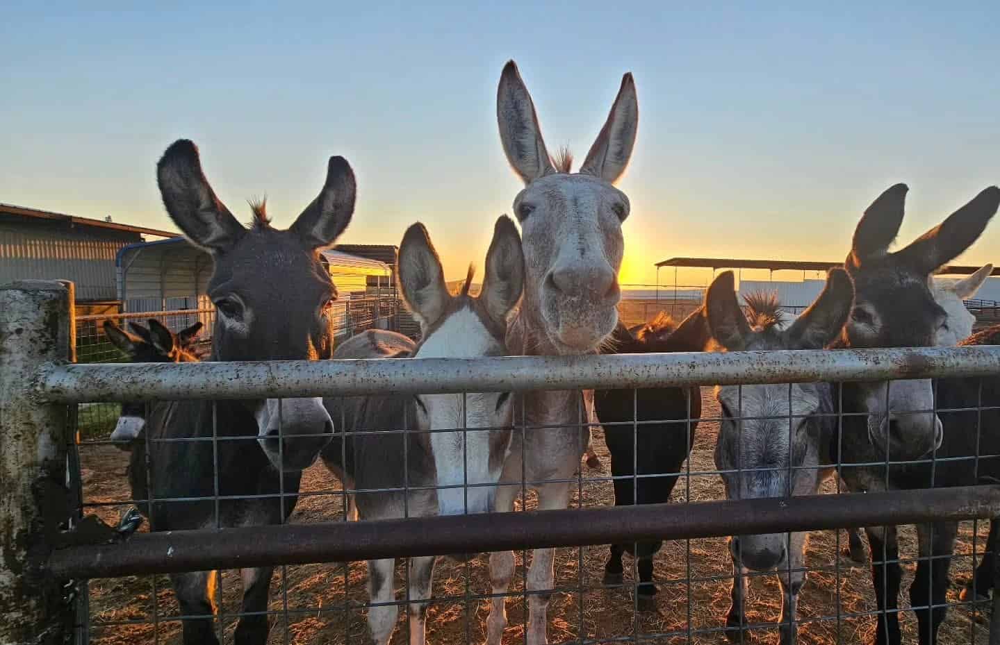 Incredible Donkey Facts - A-Z Animals Slideshows