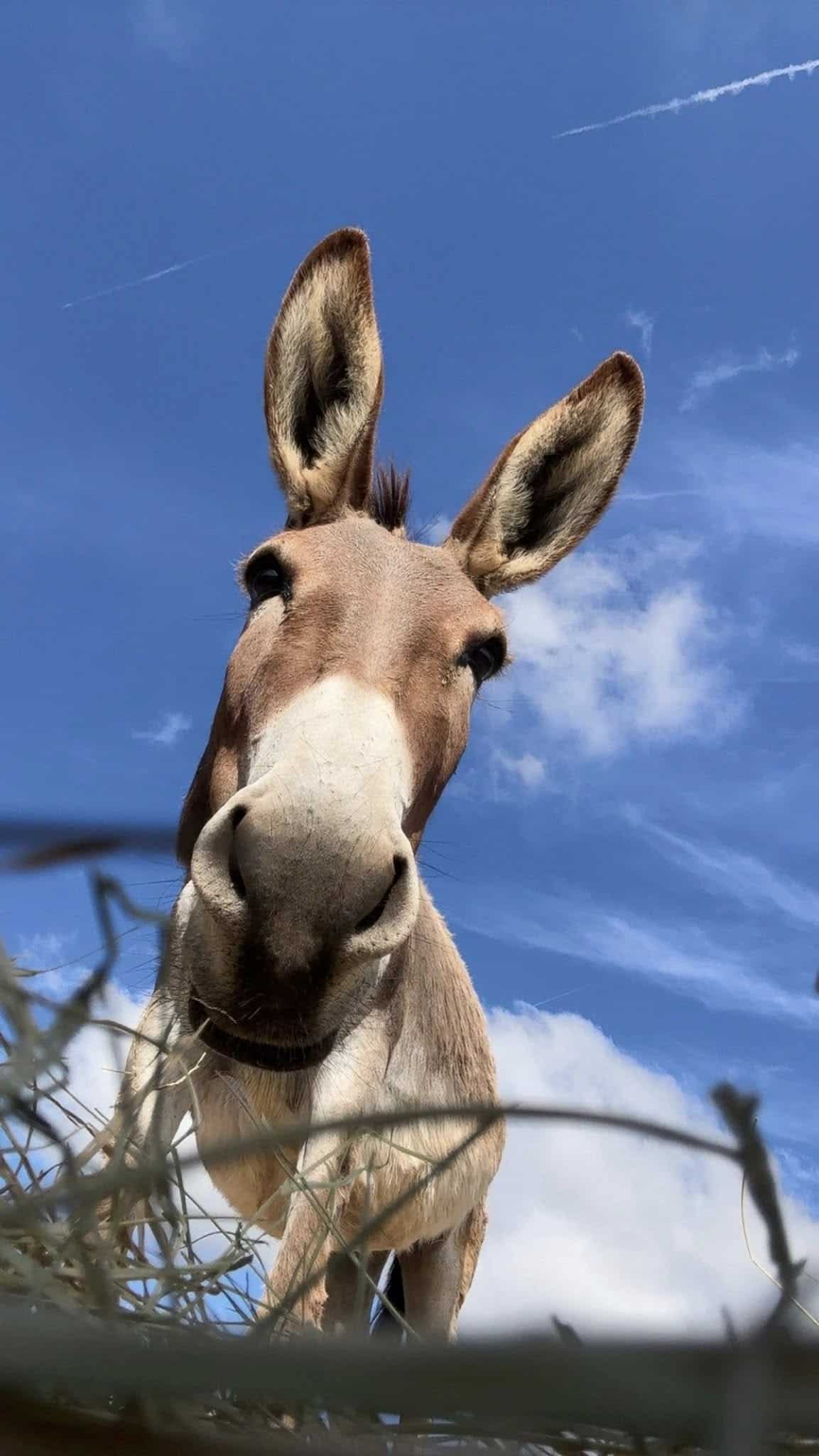 Meet Man’s "Other Best Friend": Inside the Mission of Peaceful Valley ...
