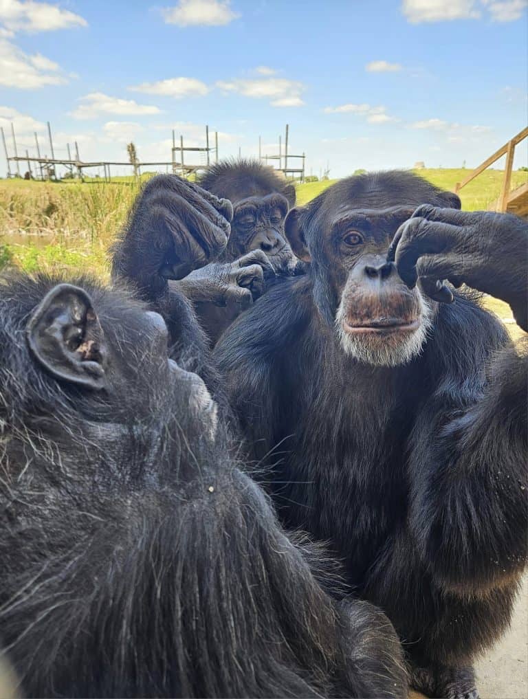 They Sued the Air Force and Won. Now These Chimps Get a Second Chance ...