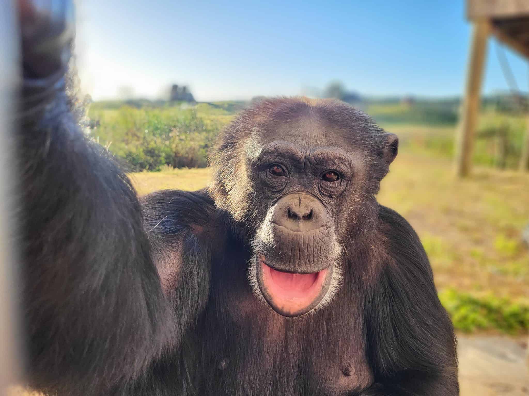 They Sued the Air Force and Won. Now These Chimps Get a Second Chance ...
