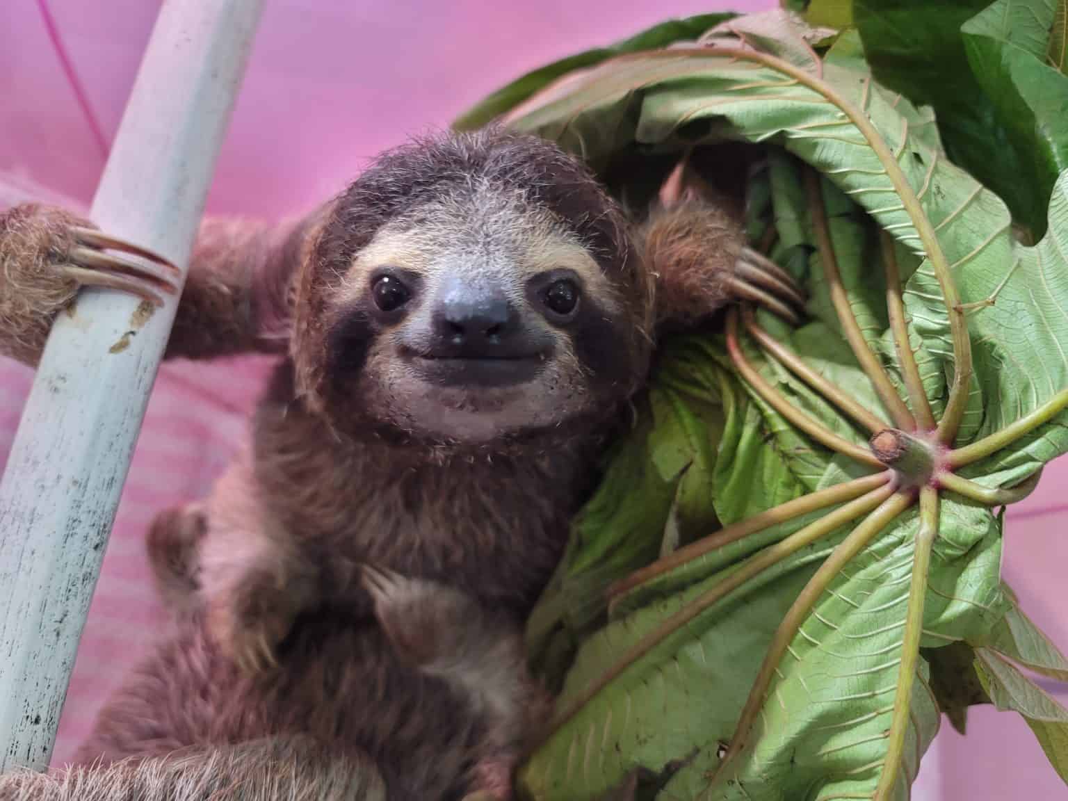 The Incredible Reason Sloths Grow Algae on Their Fur - A-Z Animals