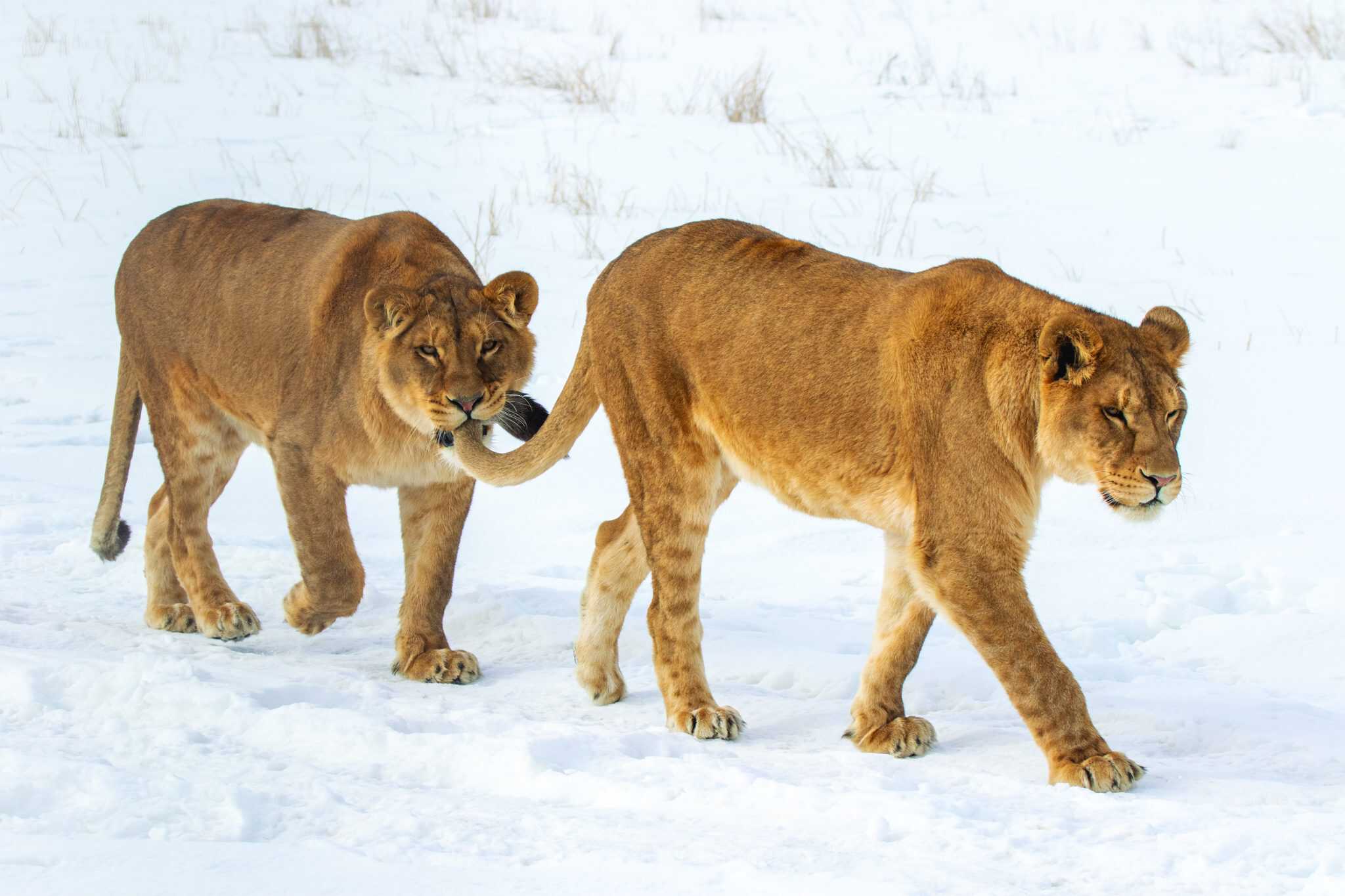 'No Mating, Only Dating' is the Motto at This Colorado Animal Sanctuary ...