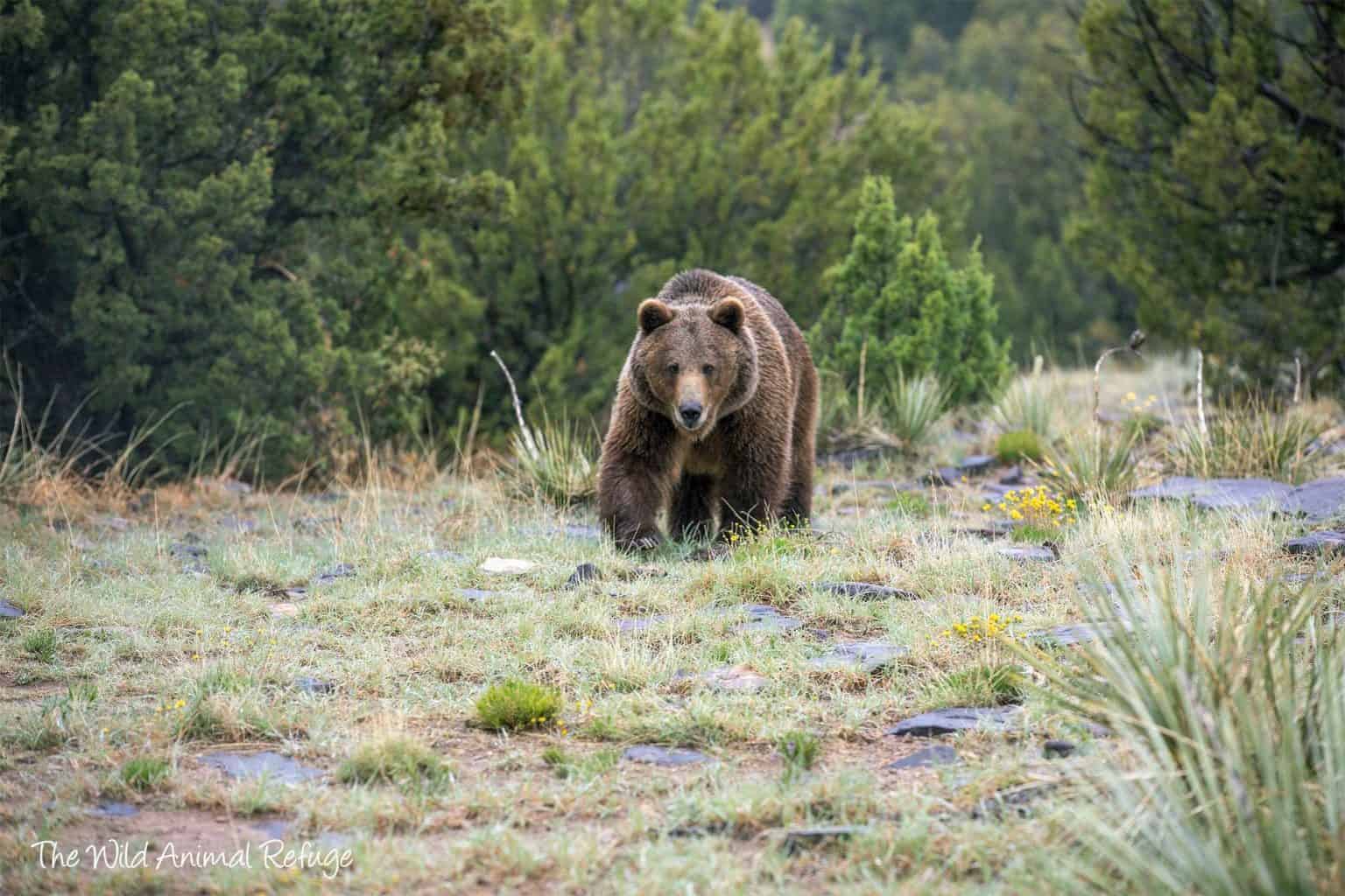 'No Mating, Only Dating' is the Motto at This Colorado Animal Sanctuary ...