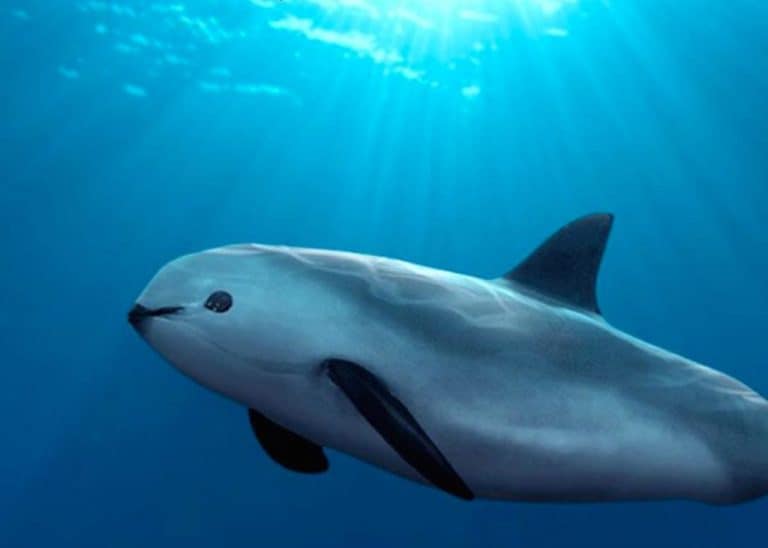 10 Essential Facts About Vaquitas - A-Z Animals