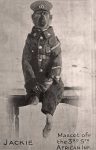 The Unsung Animal Heroes of World War I - A-Z Animals