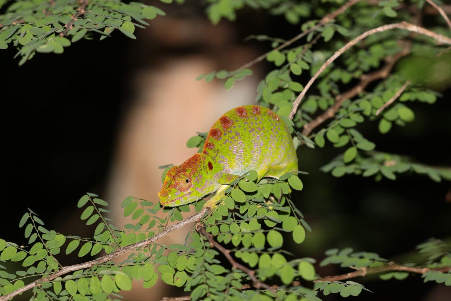 Inside the Life of a Chameleon That Dies Every Year