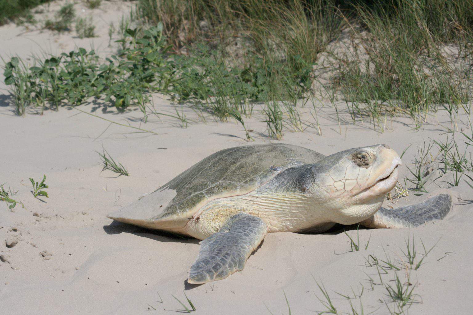 How One Texas Nonprofit Is Fighting to Save the Gulf’s Most Endangered ...