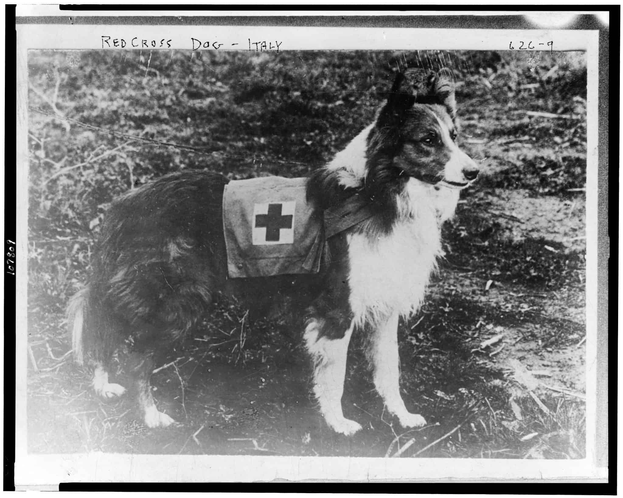The Unsung Animal Heroes of World War I - A-Z Animals