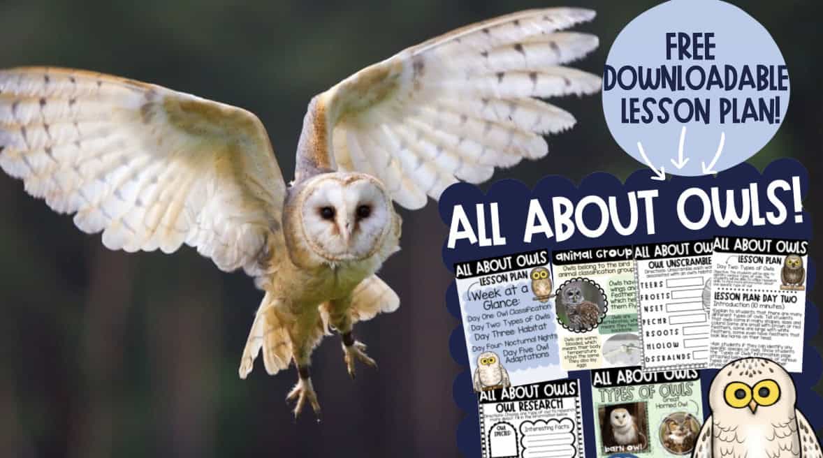 A 5-Day Unit Plan on Owls: Nature's Silent Hunters - A-Z Animals