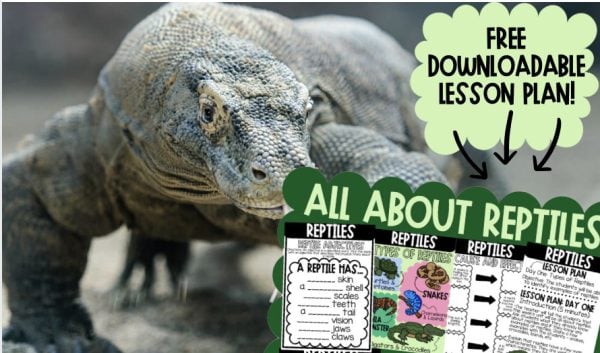 All About Reptiles: A 5-Day Unit Plan for Kids - A-Z Animals
