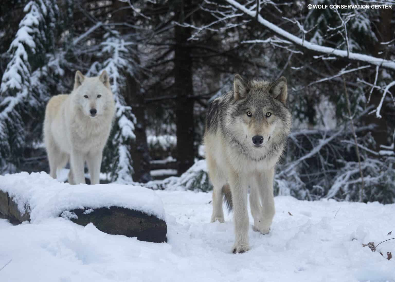 Discover the Largest Wolves in the World - A-Z Animals Slideshows
