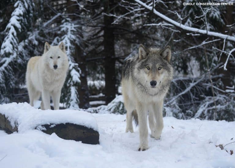 A Haven of Hope: The Wolf Conservation Center's Fight for the Future of ...