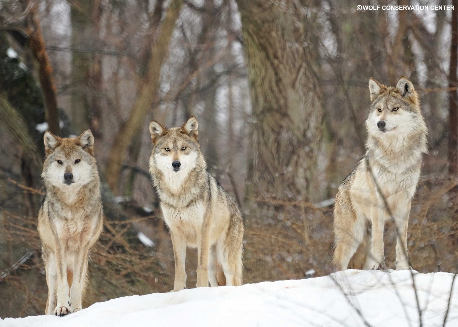 Discover 10 Fascinating Facts About Coyotes: Nature's Prairie Wolves ...